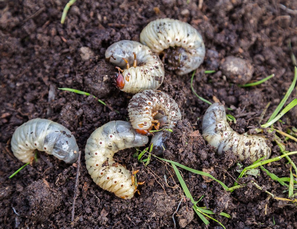 Chafer Grubs