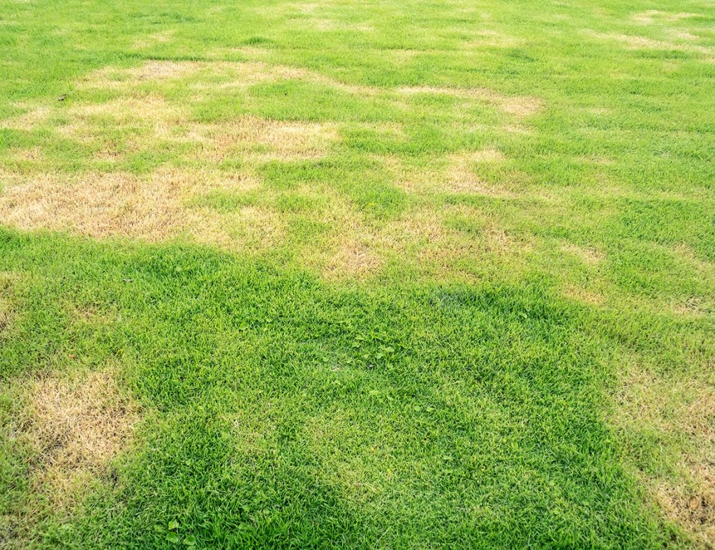 Dry Patch Treatment Supagrass dry-patch-treatment-supagrass